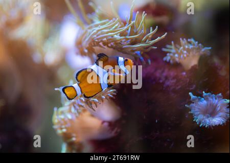Detail of the small clownfish Amphiprioninae, swimming among the corals ...