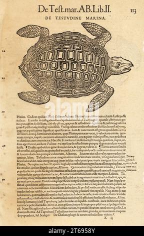 Species of sea turtle, possibly the loggerhead sea turtle, Caretta ...