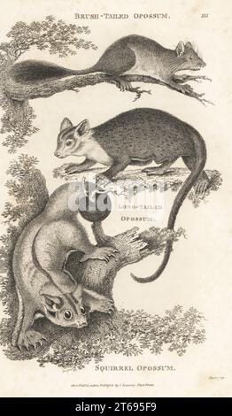 Greater Glider (Petauroides volans) in tree at night, Queensland ...