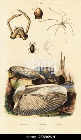 Spider with long legs Stock Photo - Alamy