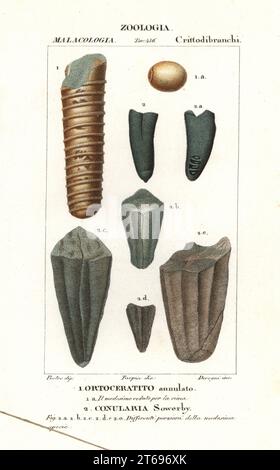 Extinct plant fossils Stock Photo - Alamy