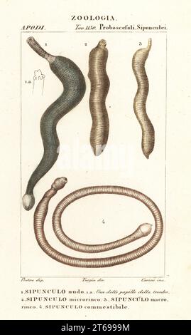 Peanut worms, Sipunculus nudus 1, Siphonosoma cumanense 4, etc ...