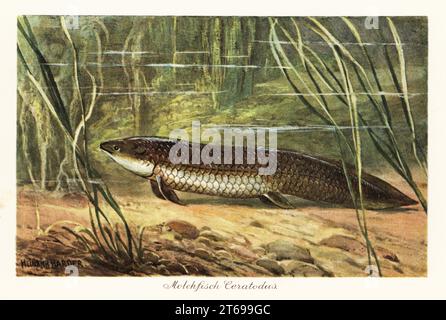 Tooth of Triassic lungfish Ceratodus latissimus Rhaetic Avon Stock ...
