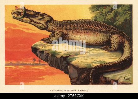 Extinct phytosaur, Nicrosaurus kapffi, of the Late Triassic. Krokodil ...