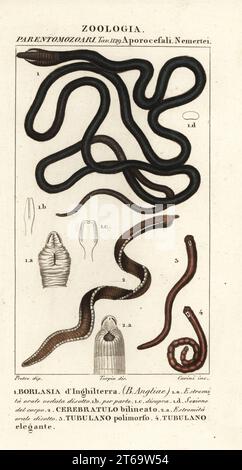 Bootlace worm, Lineus longissimus. Handcoloured copperplate engraving ...
