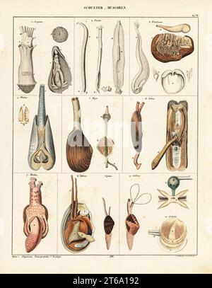 Anatomy of bivalve molluscs. Schultermuscheln. Various shell species ...