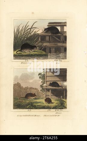 Brown rat, Rattus norvegicus (Mus decumanus). Handcoloured steel ...