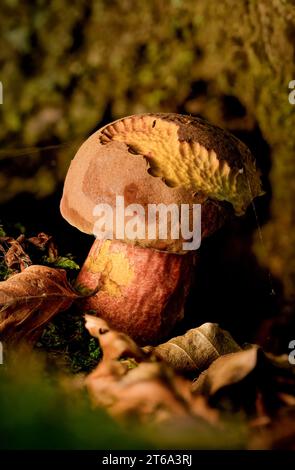 A closeup shot of a large fallen autumn leaf on the ground Stock Photo ...