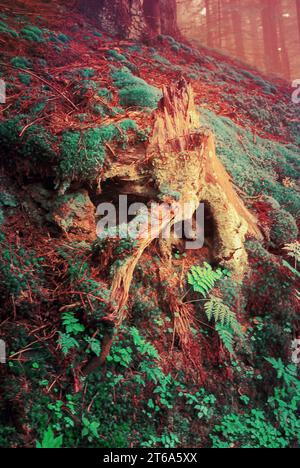 Tree stump surrounded by tall trees in a forest Stock Photo - Alamy