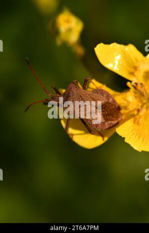 bug, macro photography, Kilkenny, Ireland Stock Photo - Alamy