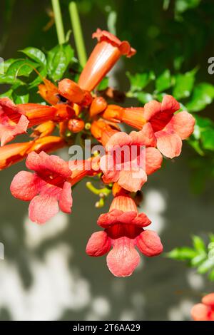 Trumpet Vine Flowers, Campsis Radicans Stock Photo - Alamy