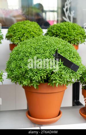 basil plant manjerico symbol of sao joao festival in Porto Portugal ...