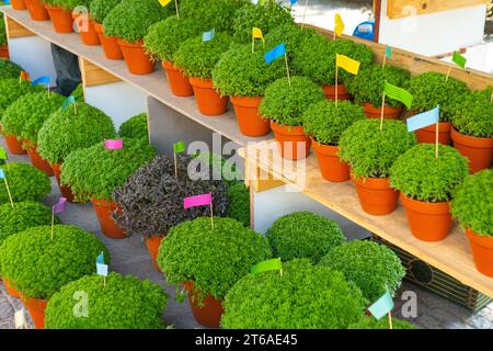 Lot of Manjerico plants on the market stall Stock Photo - Alamy