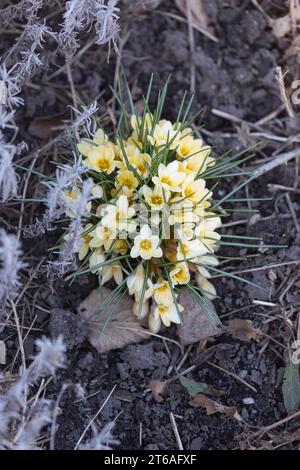 A cluster of pale yellow growing in a dark forest. Taken at Powell ...