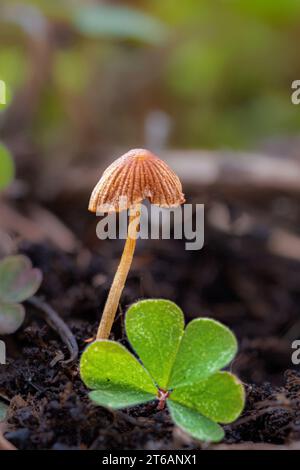 Small mushroom in the foreground in the undergrowth Stock Photo - Alamy