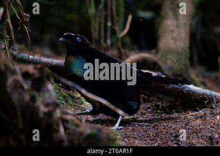 Female Western parotia a bird-of-paradise, Arfak Mountains in West ...