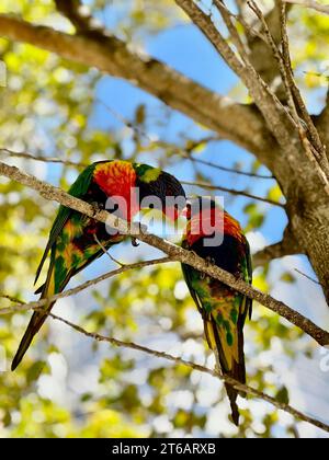 Colorful Parrots Cuddling on a Tree Branch in a Forest Setting Stock ...