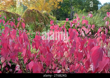 Red leaves of the Cornus sericea 'BaileyiÕ, also known Bailey's Red ...