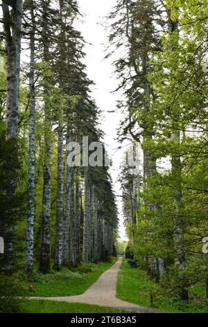 Fir tree avenue in the Woodstock Gardens and Arboretum Stock Photo - Alamy