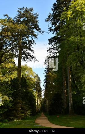 Giant sequoia tree in the Woodstock Gardens and Arboretum Stock Photo ...