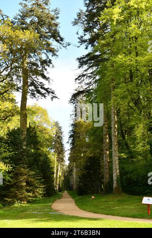 Giant sequoia tree in the Woodstock Gardens and Arboretum Stock Photo ...
