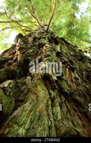 Giant sequoia tree in the Woodstock Gardens and Arboretum Stock Photo ...