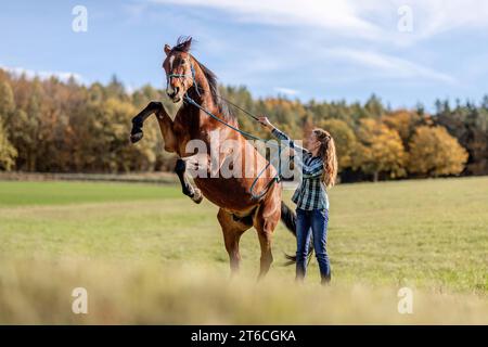A young female equestrian showing a trick with her bay brown trotter ...
