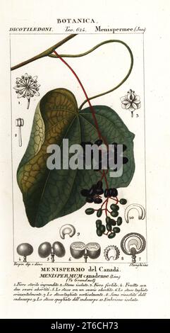 yellow parilla, Canada moonseed (Menispermum canadense), blooming Stock ...