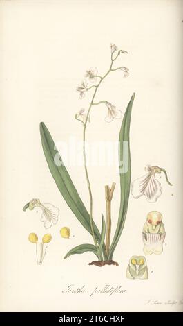 Delicate violet orchid, Ionopsis utricularioides. Native to tropical ...