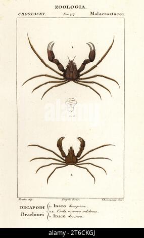Leach's spider crab, Inachus phalangium (slender legged crab, Cancer ...