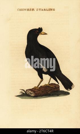 Chinese crested myna (Acridotheres cristatellus) ) on blooming red ...
