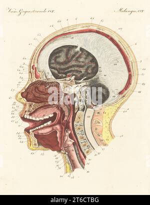 Anatomy of Smell, Illustration Stock Photo - Alamy