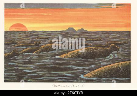 Steller's sea cow (Hydrodamalis gigas). Illustration and photo ...