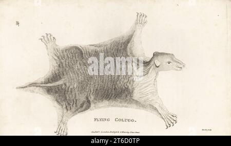 Philippine flying lemur, Philippine colugo, Cynocephalus volans ...