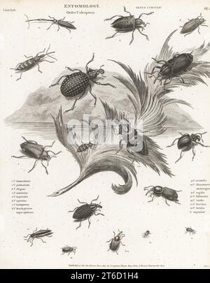 South American palm weevil (Rhynchophorus palmarum), the larva is ...