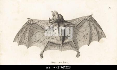 Spectral Bat, Vampyrum spectrum. Great false vampire bat or Linnaeus's ...