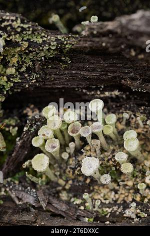 Cladonia asahinae. (pixie cup lichen), Cladonia asahinae (commonly ...