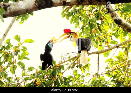 Knobbed hornbills (Rhyticeros cassidix), a pair, share fruit as they ...