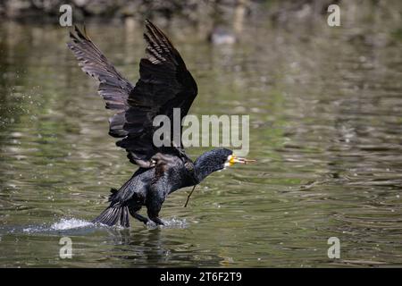 A great cormorant taking off on a pond, twig in bill, sunny day in ...