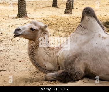 A dromedary camel sitting on the ground Stock Photo - Alamy