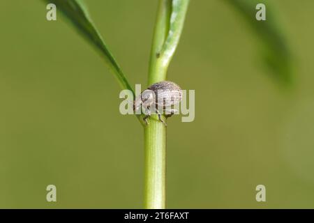 Marram gras weevil Philopedon plagiatus (plagiatum) on a stem. Spring ...