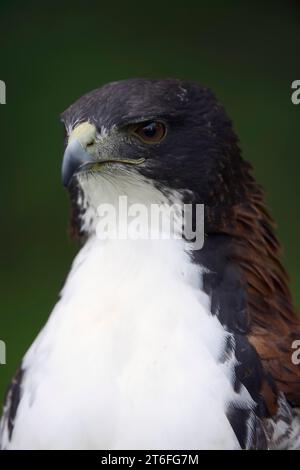 Hybrid between White-tailed Hawk and Red-backed Hawk (Buteo ...