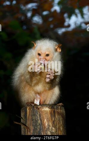 Silvery Marmoset (Callithrix argentata), native to Brazil Stock Photo ...