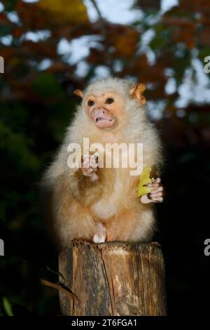 Silver monkey or silver marmoset (Mico argentatus, Callithrix argentata ...