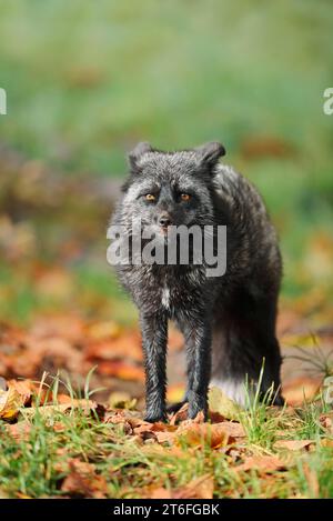 red fox Vulpes vulpes silver phase in the Takshanuk mountains northern ...