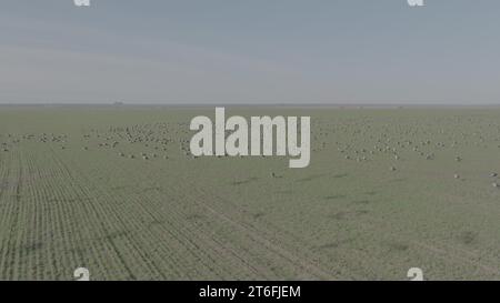 Parallel flight with the Flock of geese over farm fields. Flight with ...