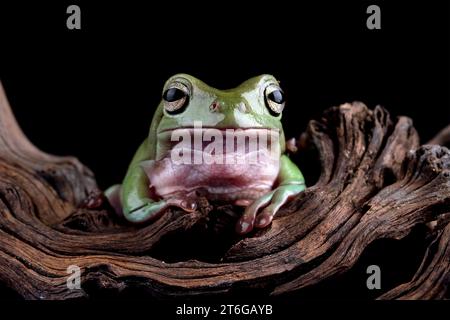 Close up dumpy frog, tree frog, papua green tree frog Stock Photo - Alamy