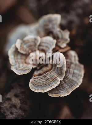 A top view of Turkey tail fungus growing outdoor Stock Photo - Alamy