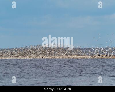 Red Knot (Calidris canutus) large flock in flight, winter Stock Photo ...