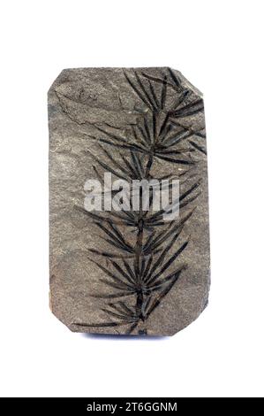 Fossil horsetail (Asterophyllites equisetiformis) who lived in ...